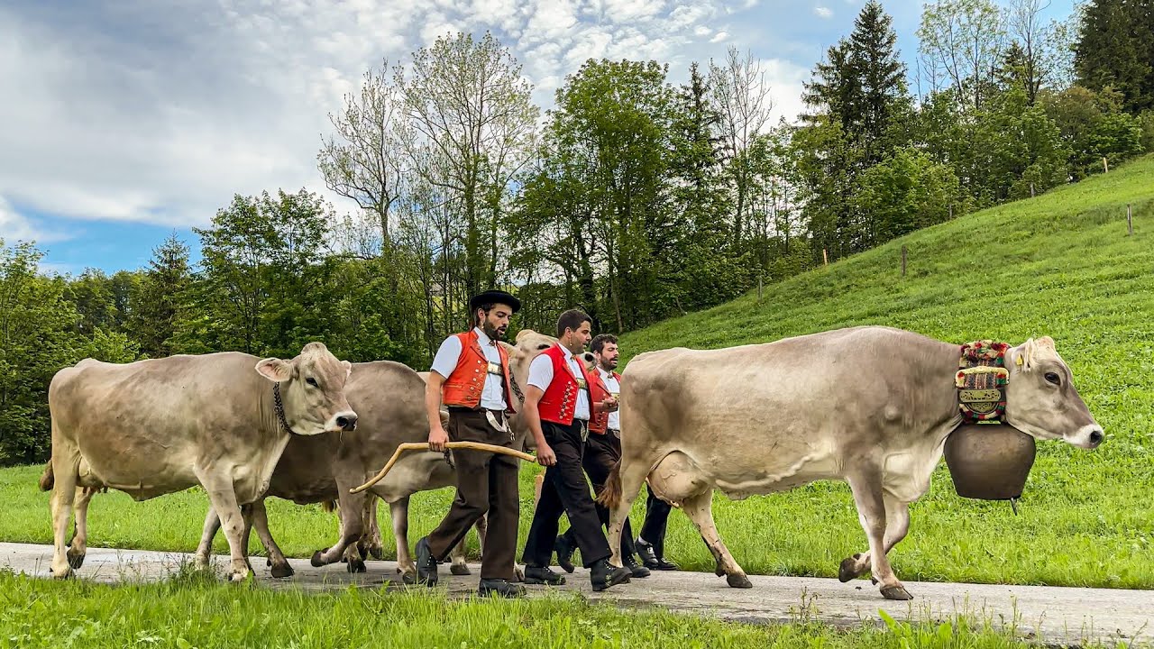 Swiss Alpine Cattle Drives Alp Soll - goats and cows walk to the summer ...