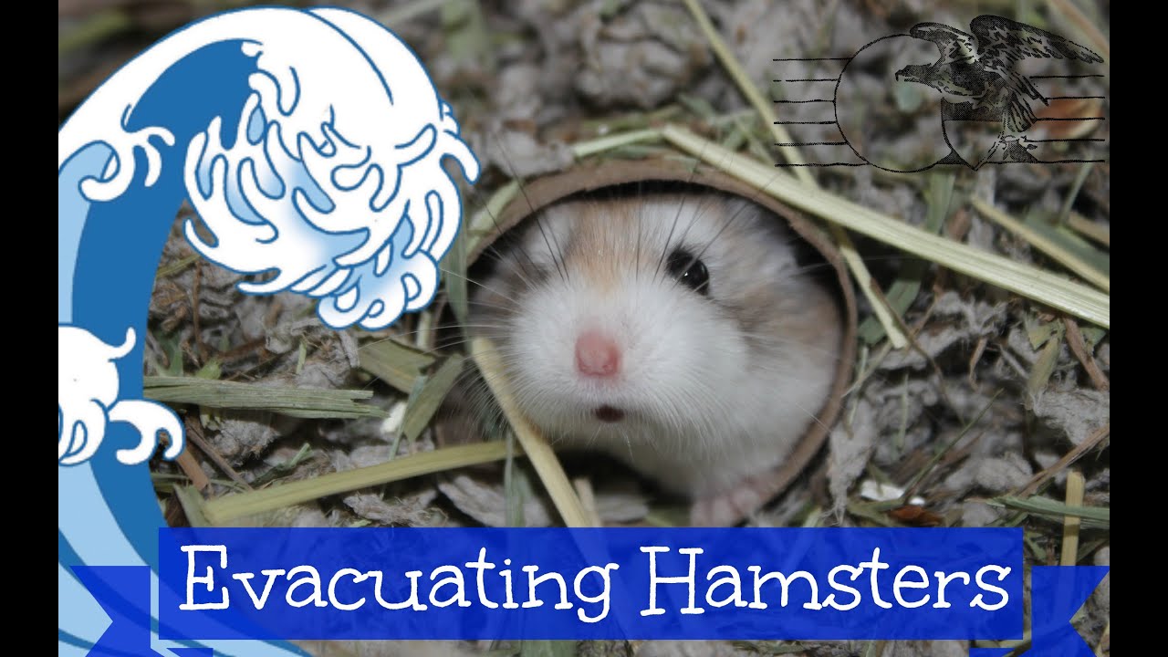 Evacuating a Hamster During Emergency/Disaster! - YouTube