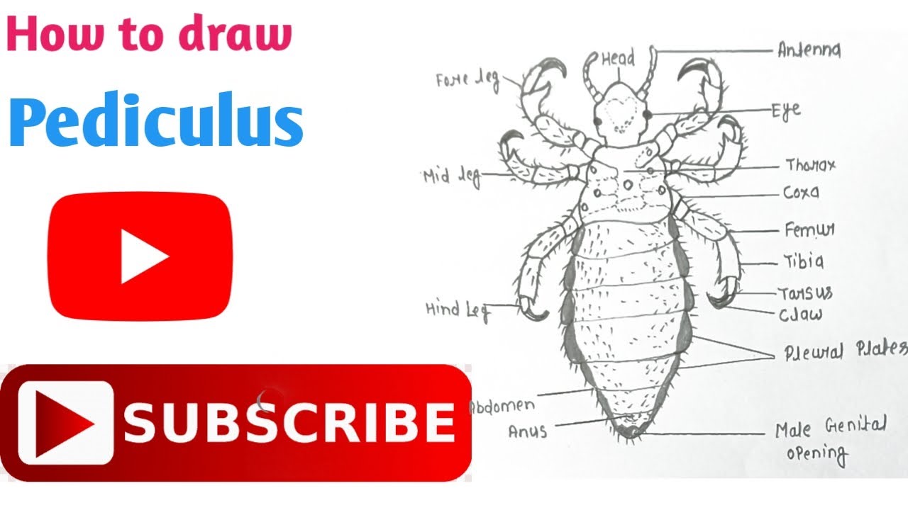 How to draw Pediculus Diagram || जूॅं का चित्र || Phylum- Arthropoda ...