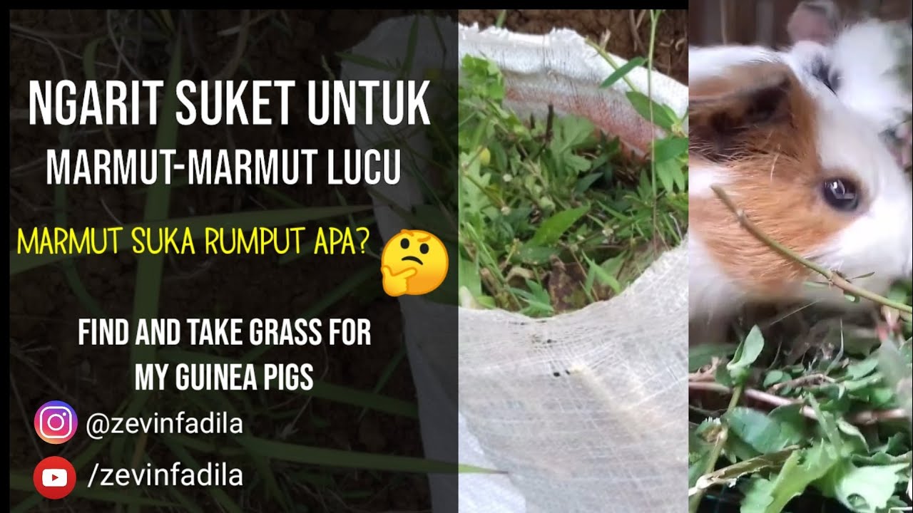 Ngarit Rumput untuk Marmut-Marmut Lucu - YouTube