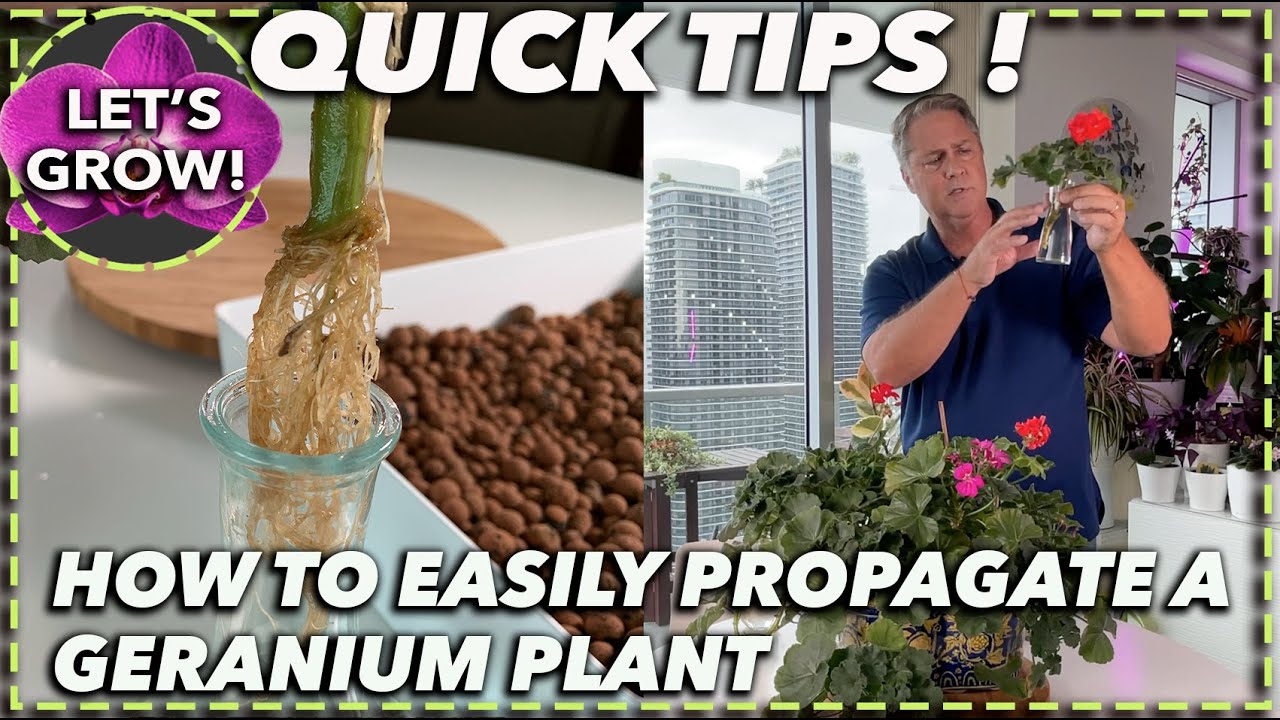 Mastering Geranium Propagation: A Simple Guide to Rooting in Water ...