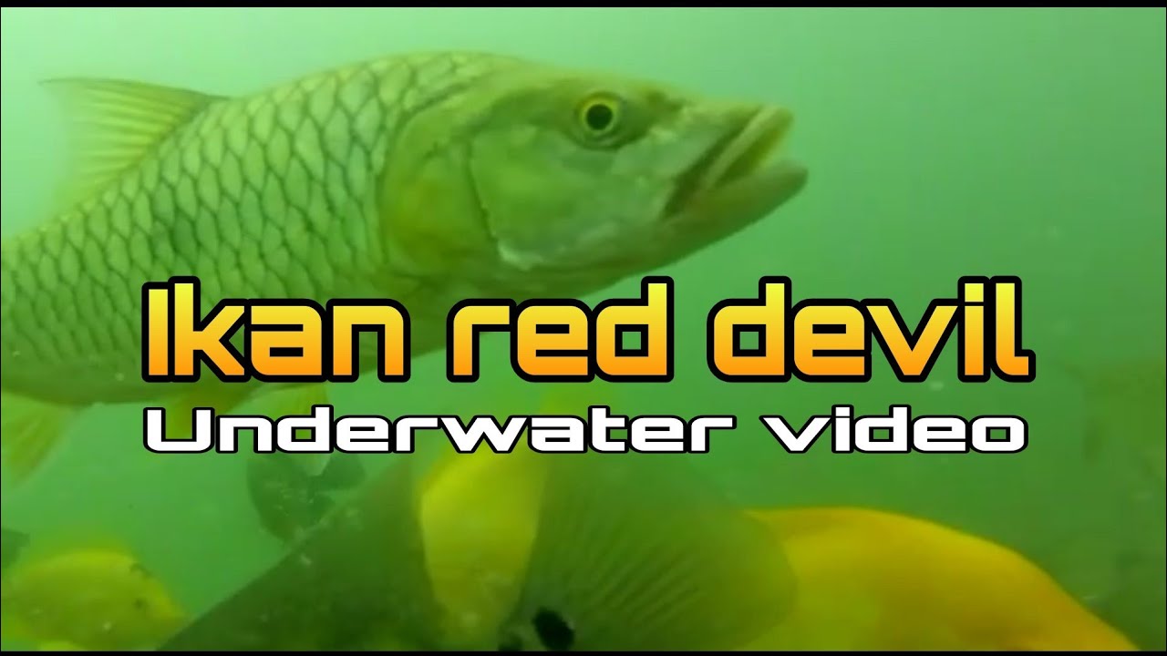Underwater video || Ikan red Devils - YouTube