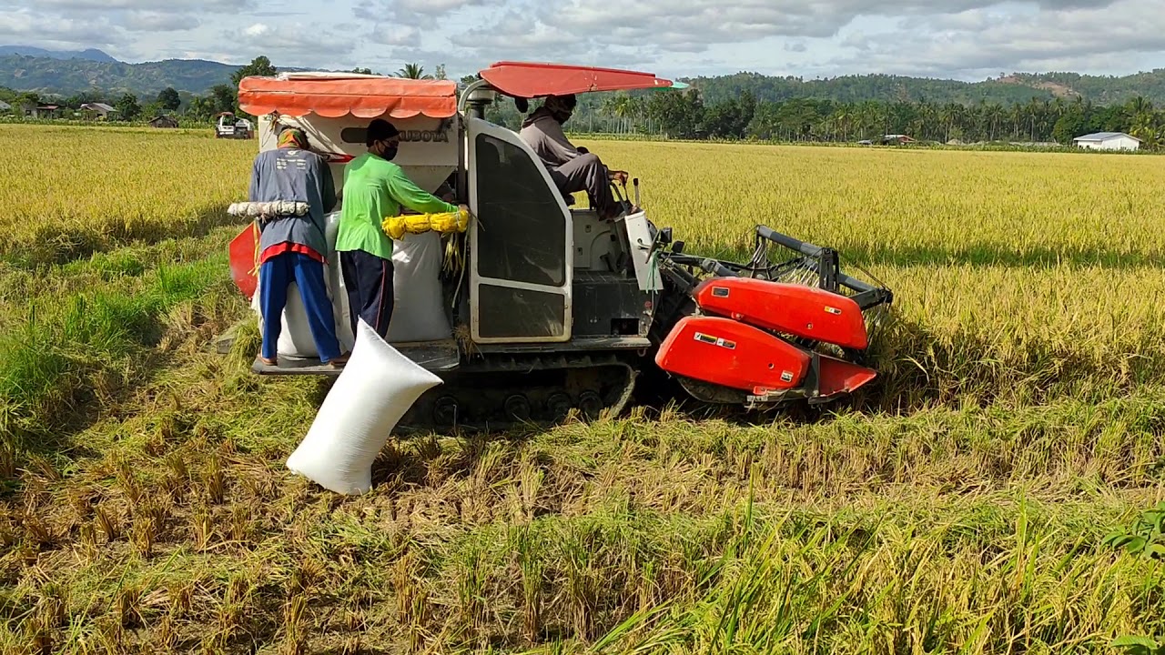 Efficient way of harvesting rice - YouTube