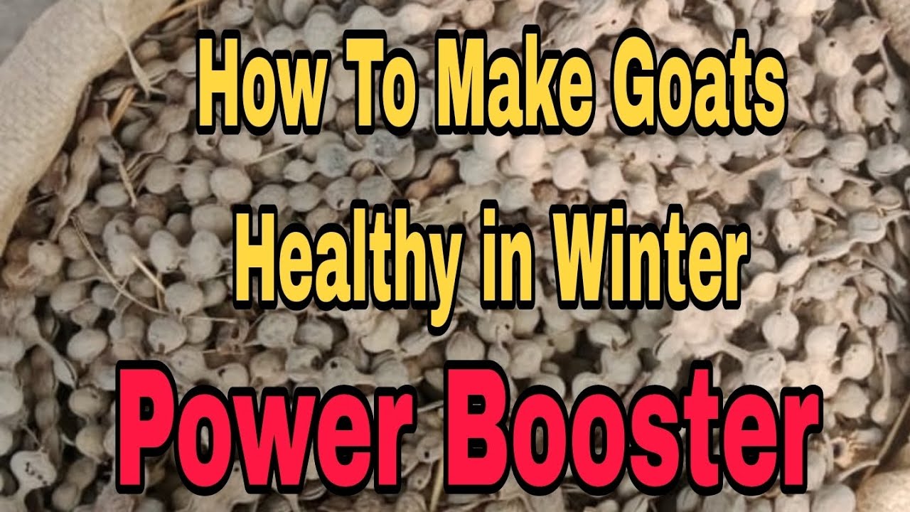 How to Make Goats Healthy in Winter | Complete Documentary - YouTube