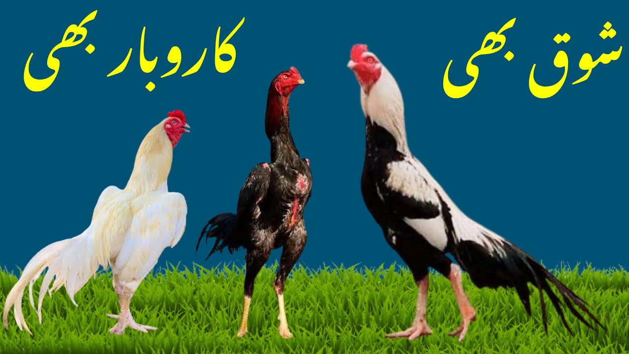 Aseel murgha | Mianwali murgha | best Aseel murgha@zakirhussainshah6234 ...