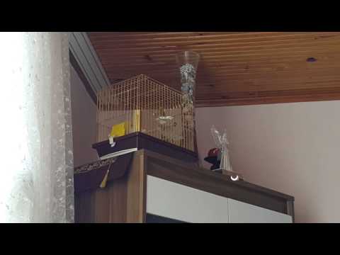 Saka ve bulbul otumlu melezim..