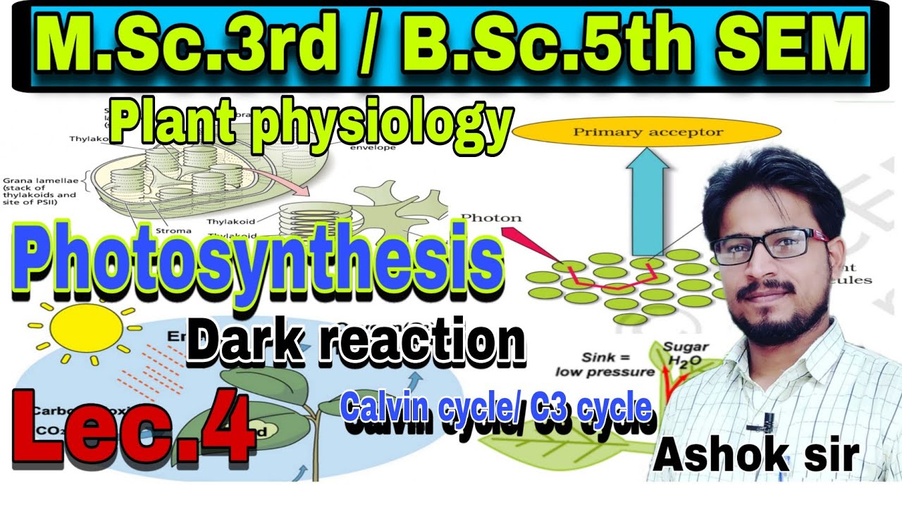 Lec.4 MSc 3rd & BSc 5th SEM, plant physiology, photosynthesis, Calvin ...