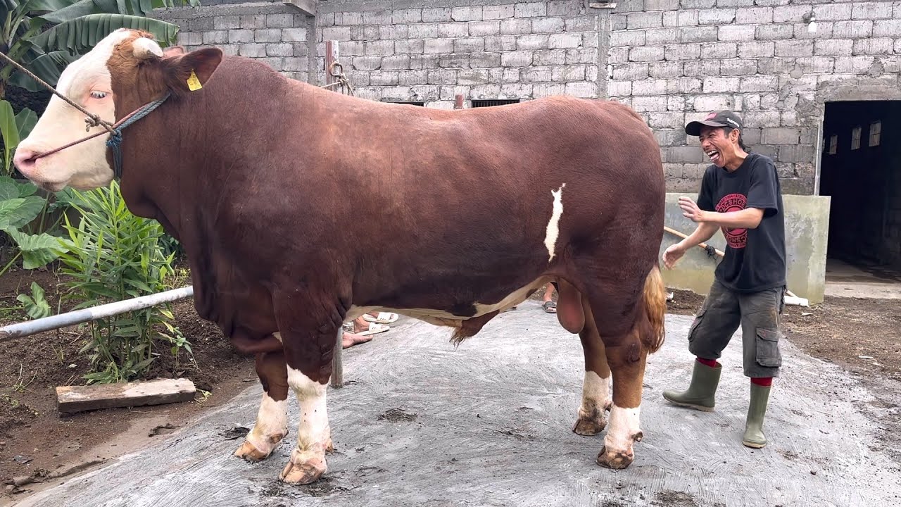 SAPI JUMBO LERENG GUNUNG KELUAR KANDANG‼️🔥 - YouTube