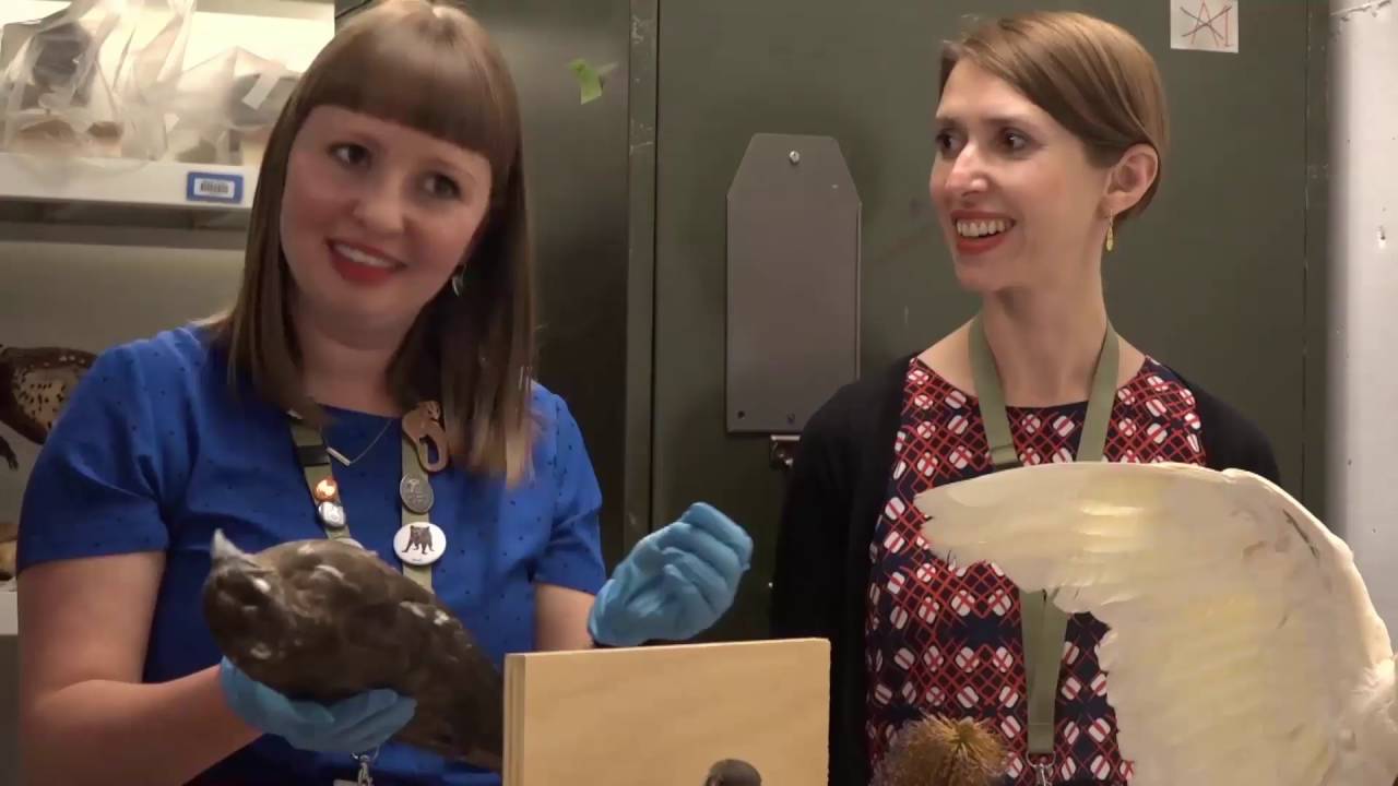 Backyard Birding with Bentley Bird - YouTube