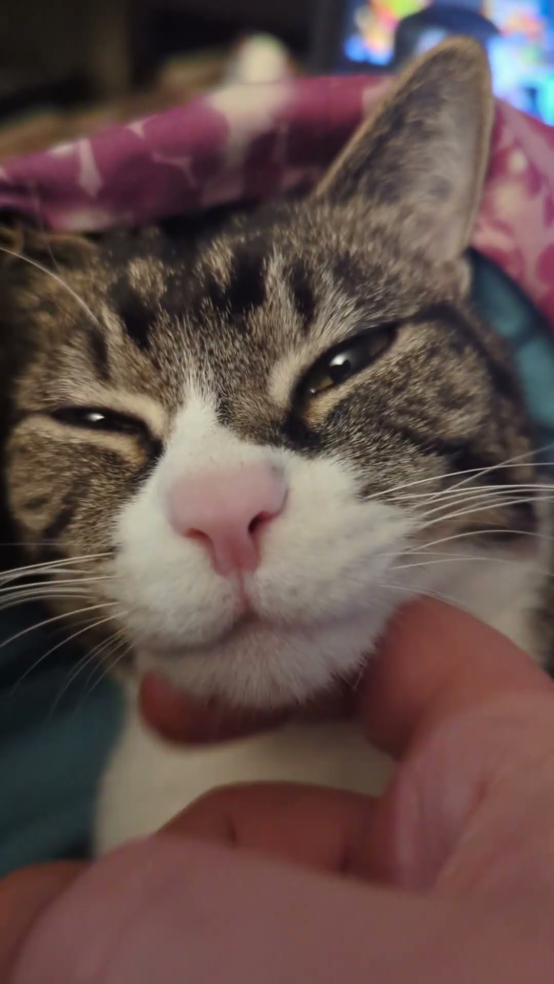 boy cats are super affectionate #pets #cat #catlover #catify # ...