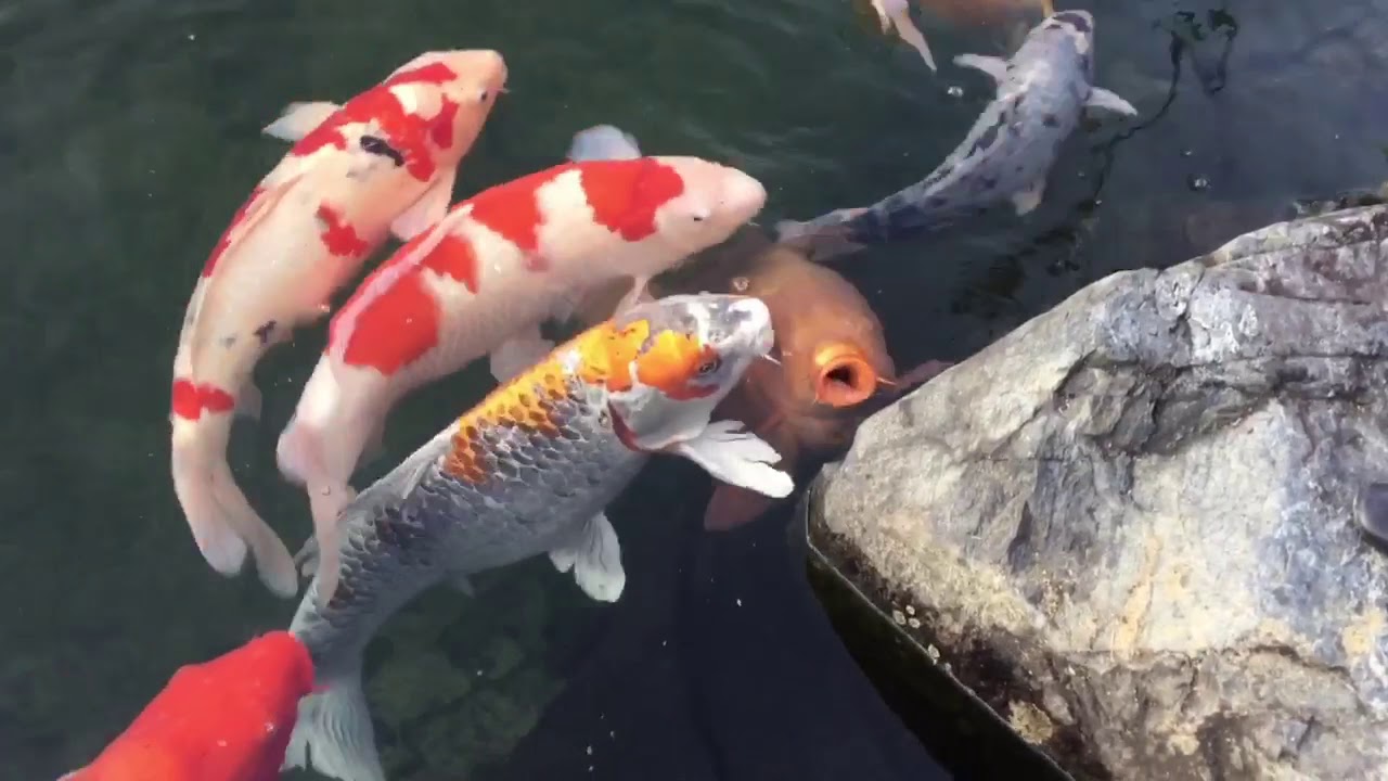 # Nishikigoi Japanese pronunciation.# Nishikigoi living jewel koi. T ...