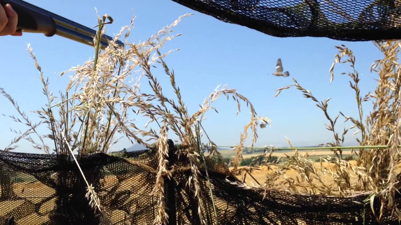 Summer Wood Pigeon Shooting in Aberdeen Scotland - YouTube