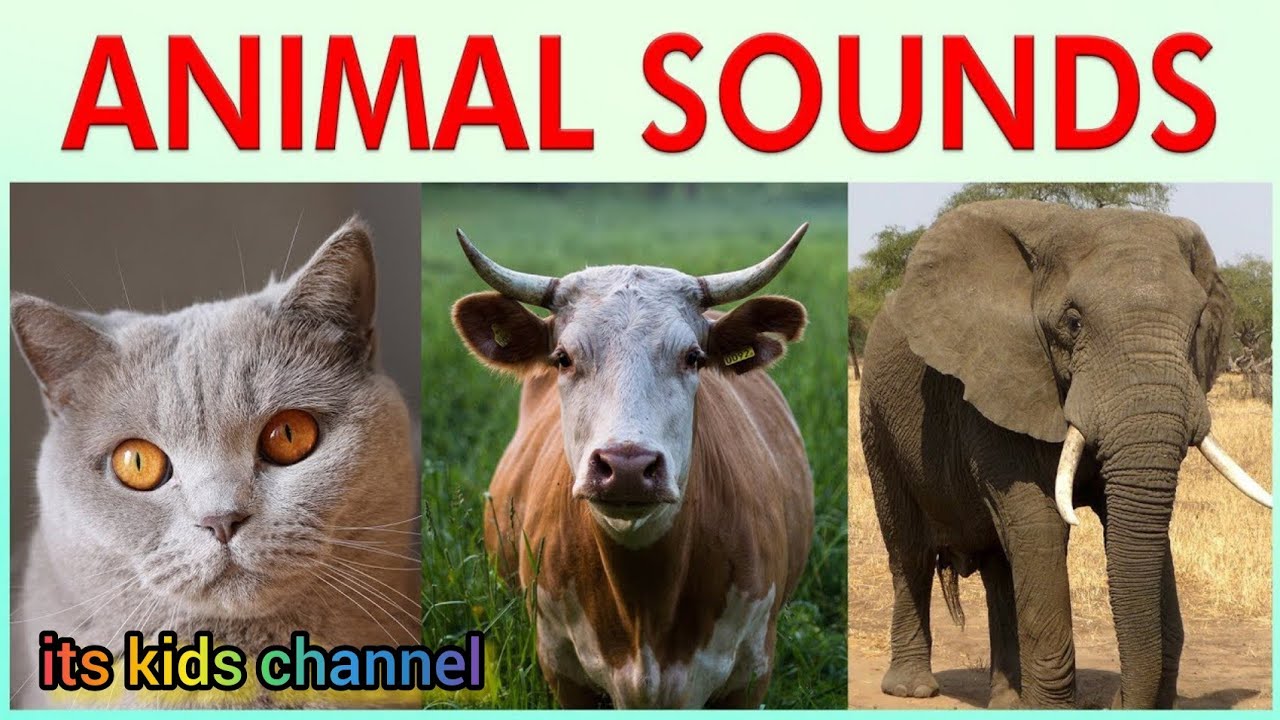 Animals sound | wild animals sound | lion,elephant,Tiger etc | kids fun ...