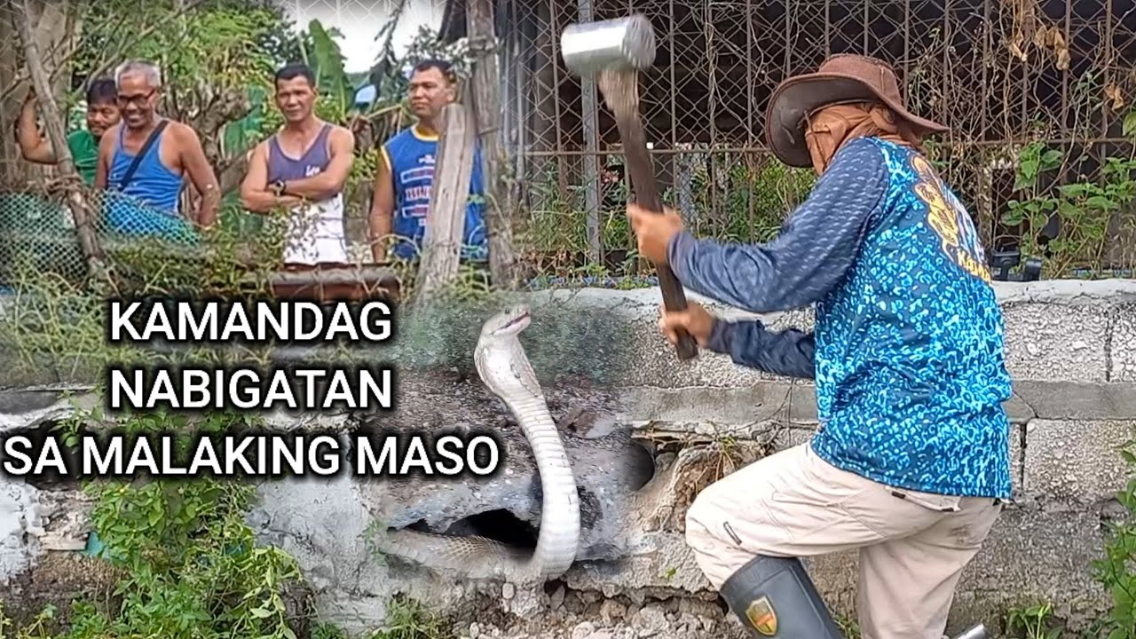 Cobra pumasok sa butas ng pader | JTG Kamandag - YouTube