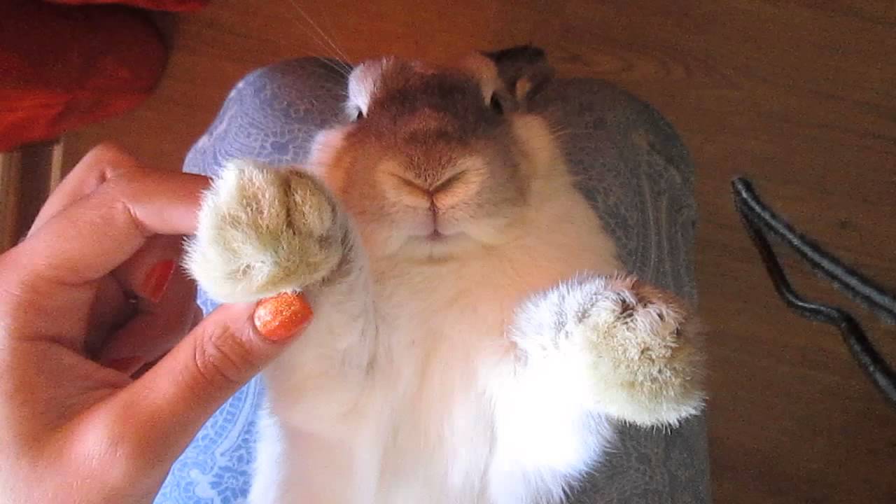 Hypnotised bunny! - YouTube