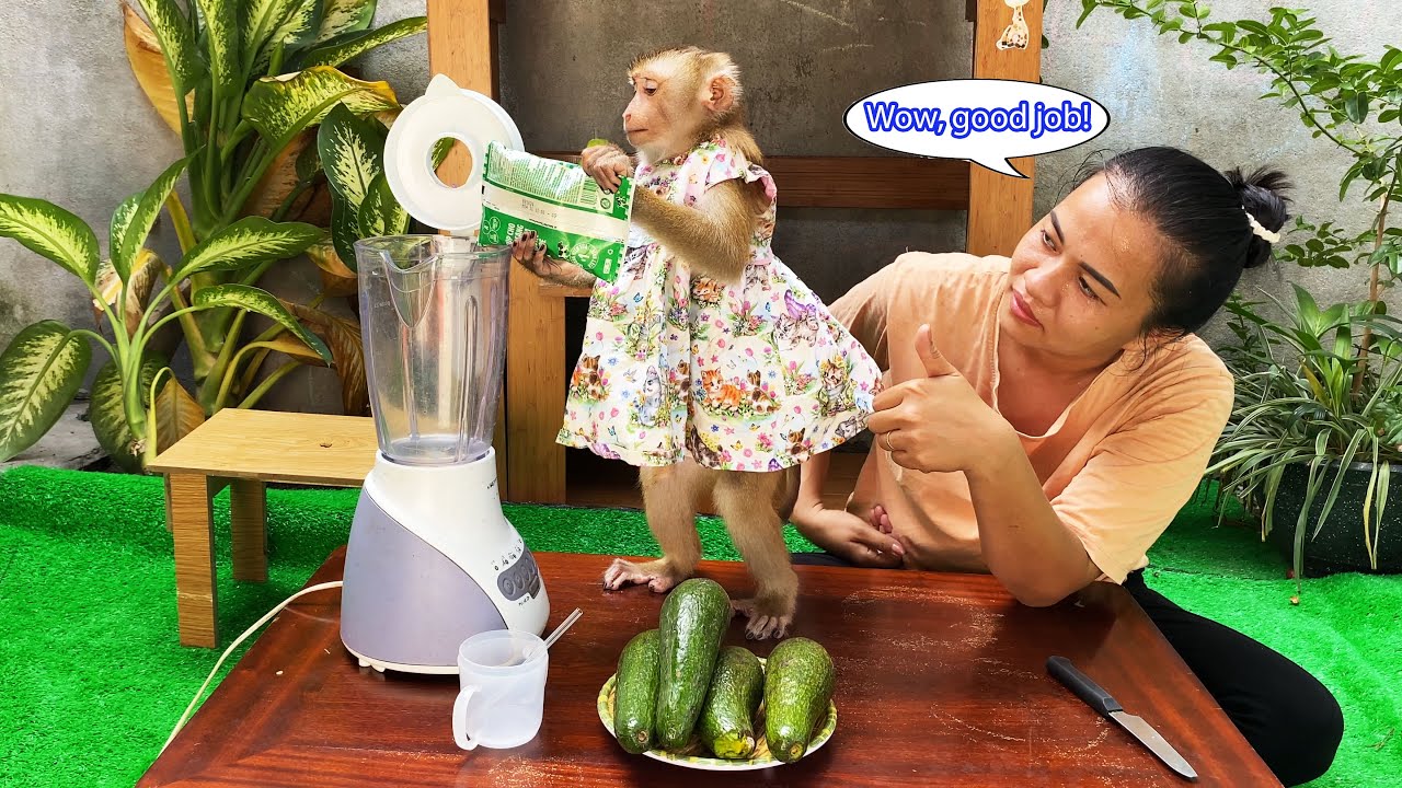 Monkey Lyly learns how to make avocado smoothies and enjoys them - YouTube