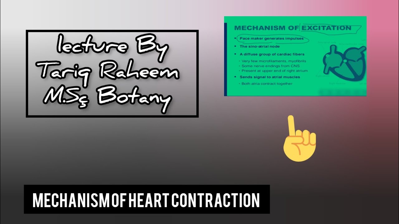 Mechanism Of Heart contraction|By Tariq Raheem - YouTube