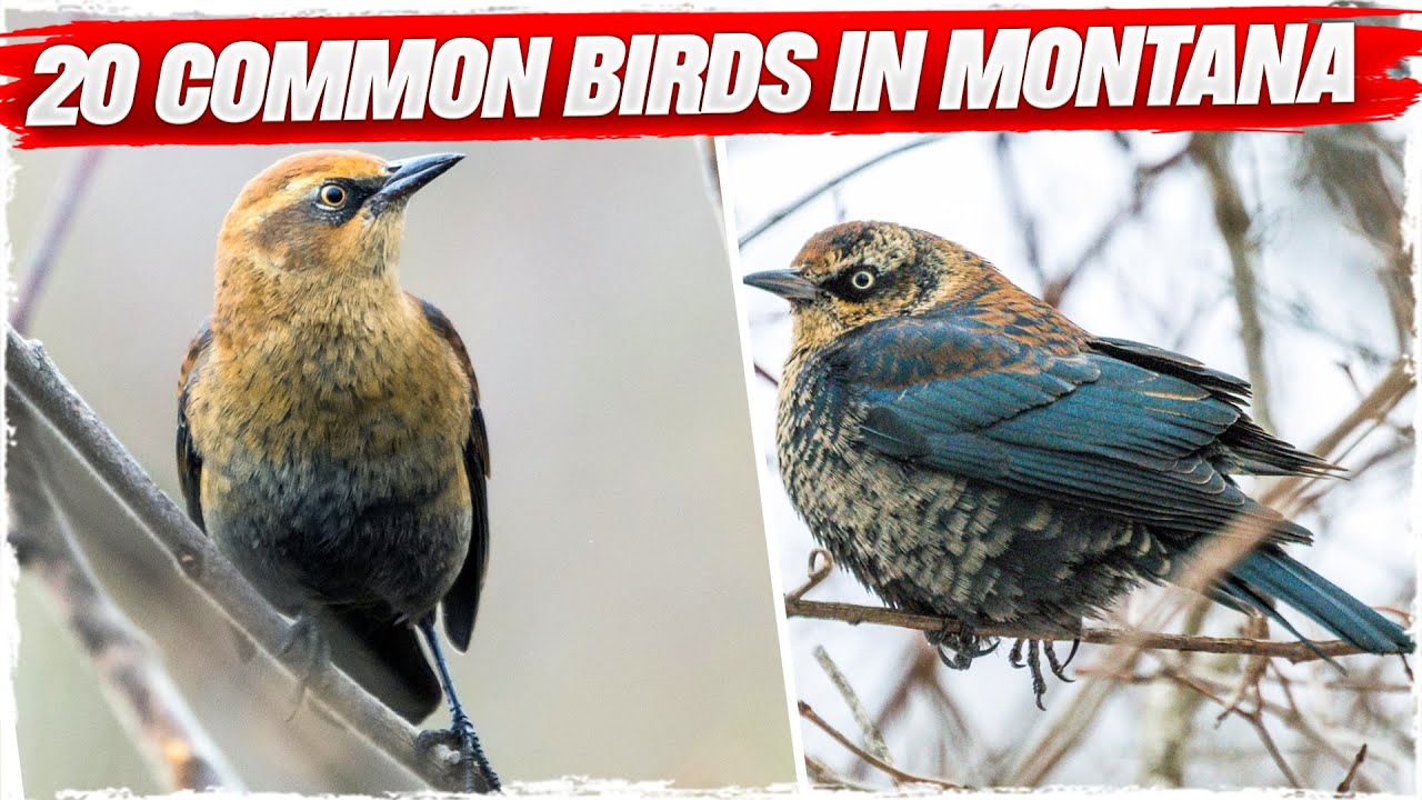 20 Common Birds in Montana (with Pictures) - YouTube