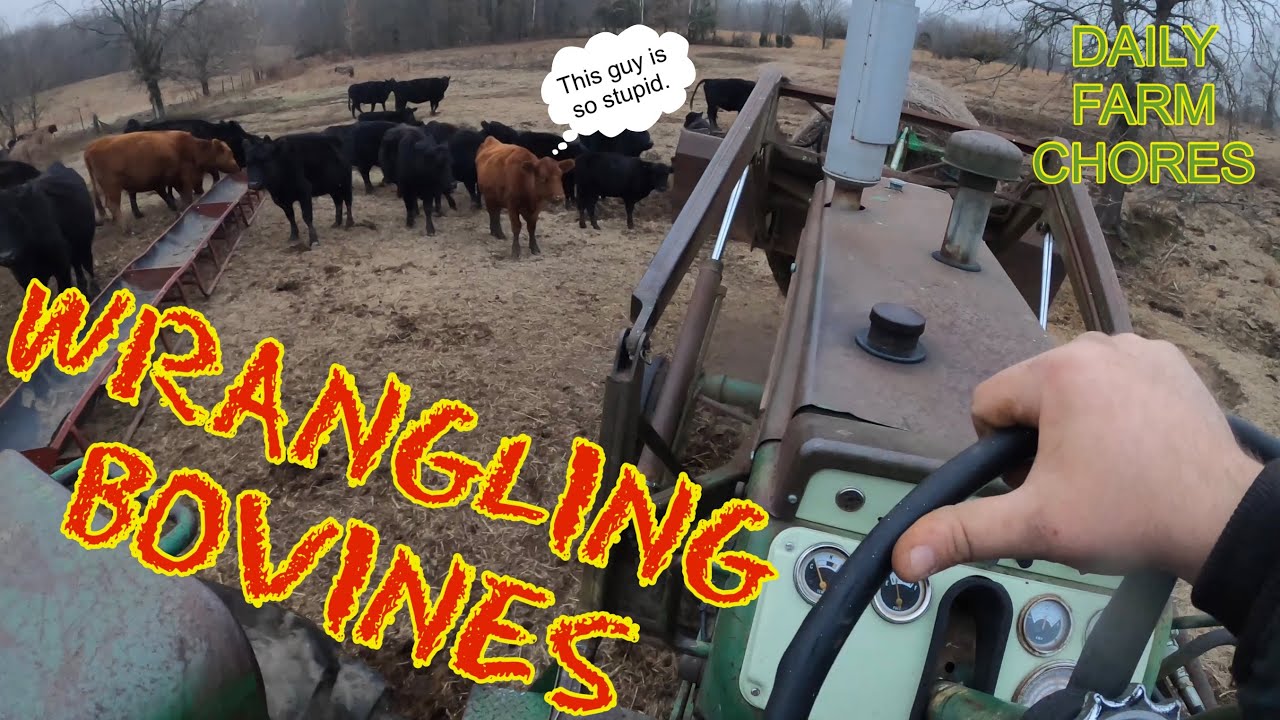 Daily Farm Chores: Fixing Fence, Calling Cattle, and Wrangling Bovines ...