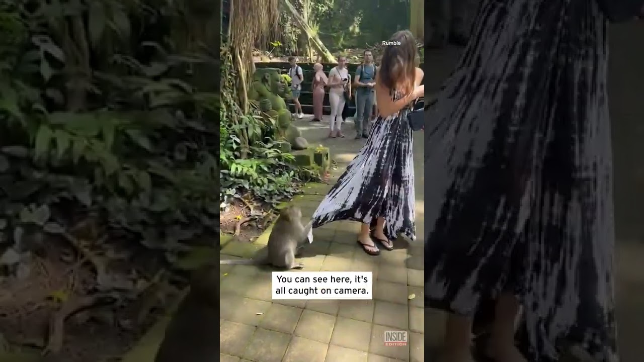Naughty Monkey Steals Woman’s Purse #shorts - YouTube