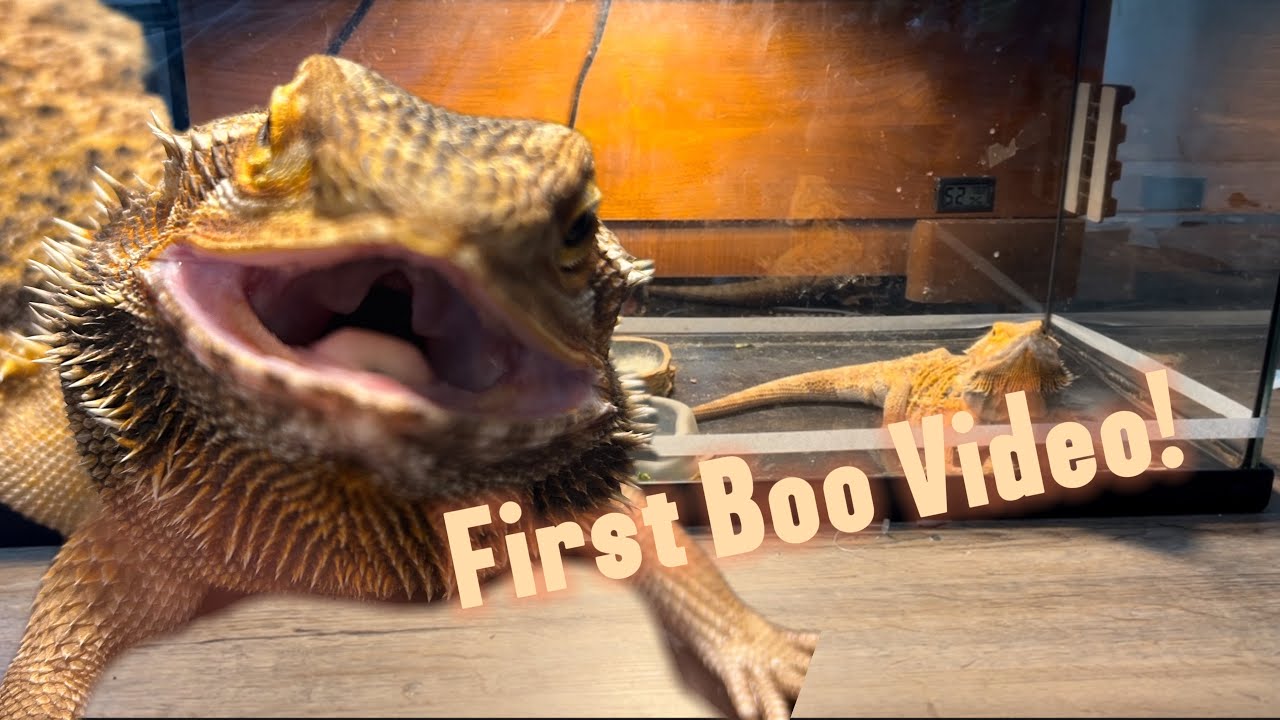 First Boo Video - YouTube
