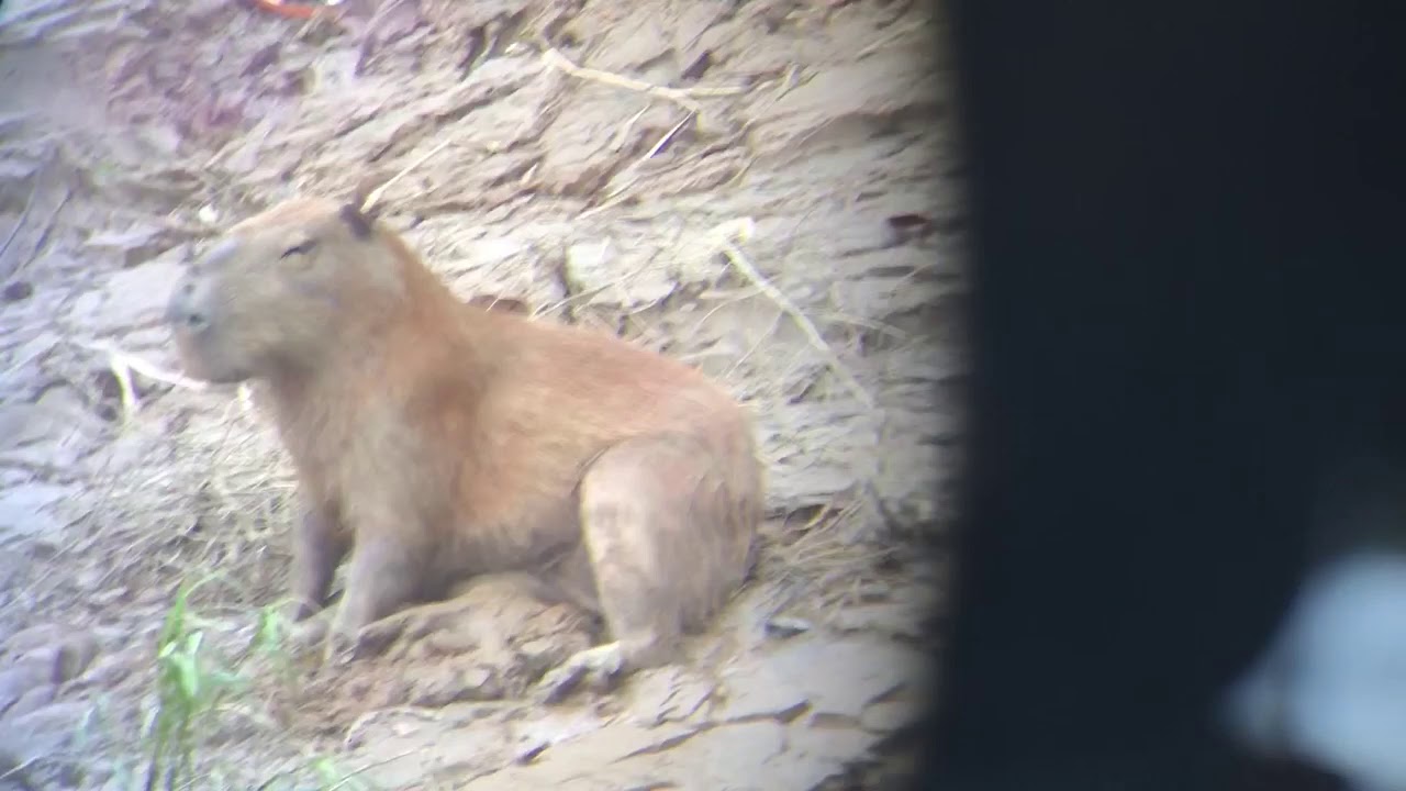 Capybara Friendliest Critter on Earth 720 - YouTube