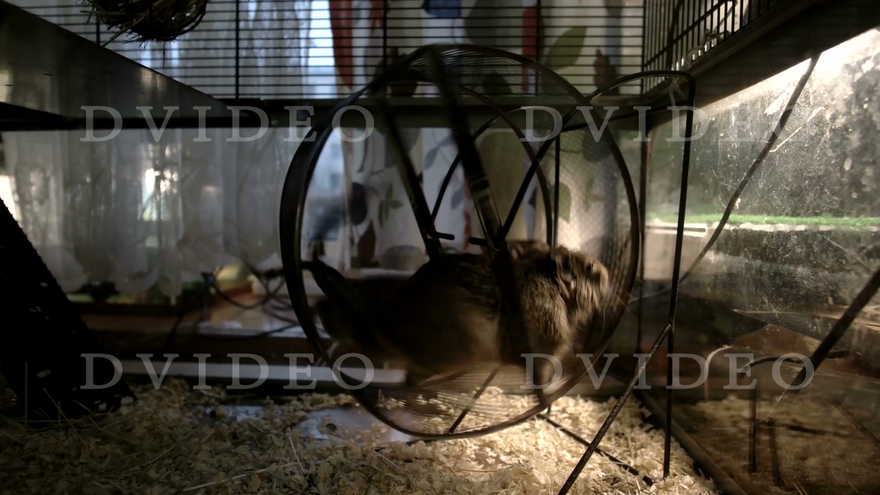 The rodent running in the wheel. Then the second rodent joints him and ...