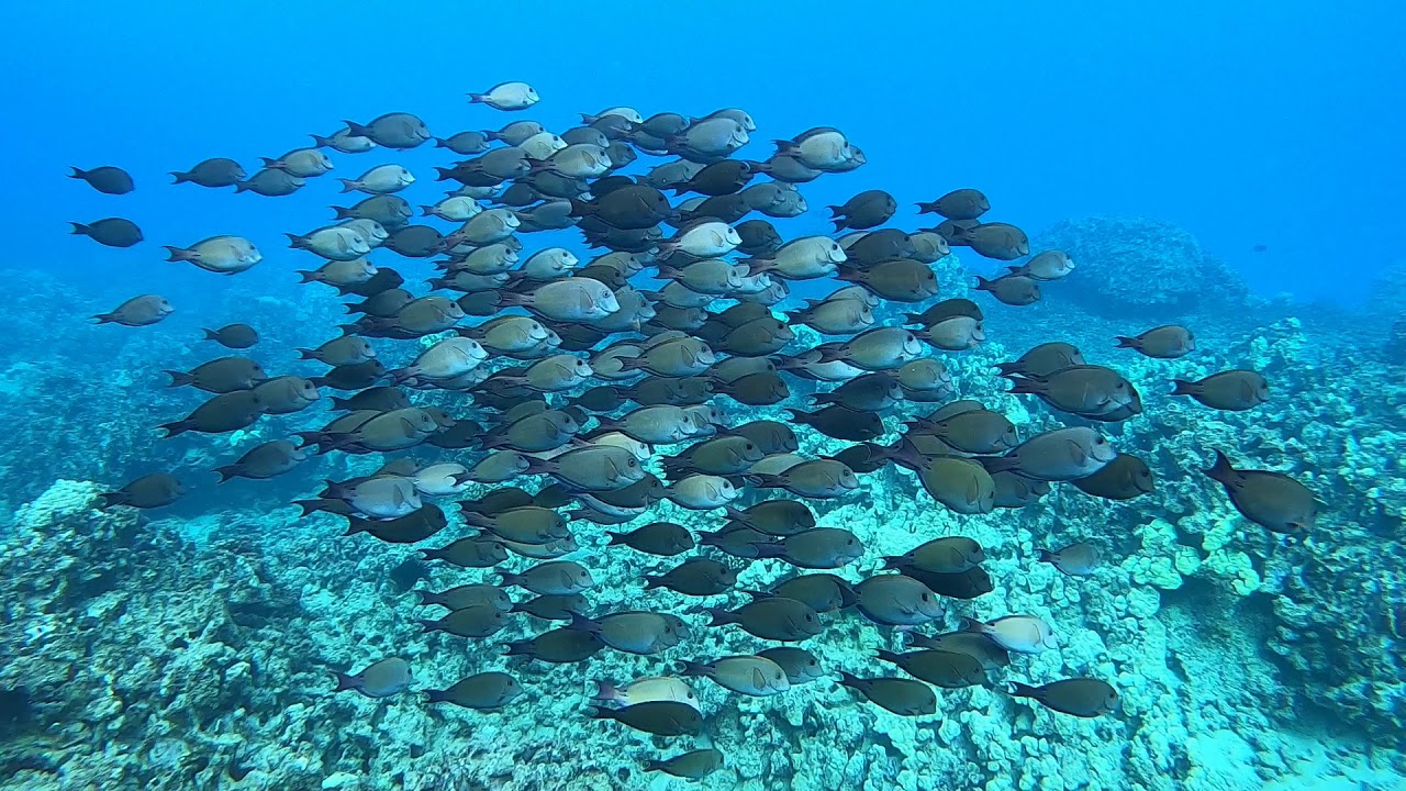 School of Opelu Kala (Sleek Unicorn Fish) - YouTube