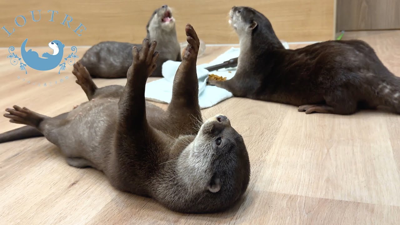 Otter Reaches Out and Finds Surprisingly Muscular - YouTube