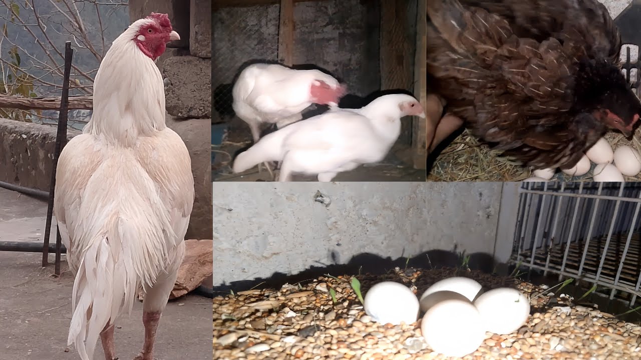 White murgi take 7 eggs | white murgha and murghii is now ready for ...
