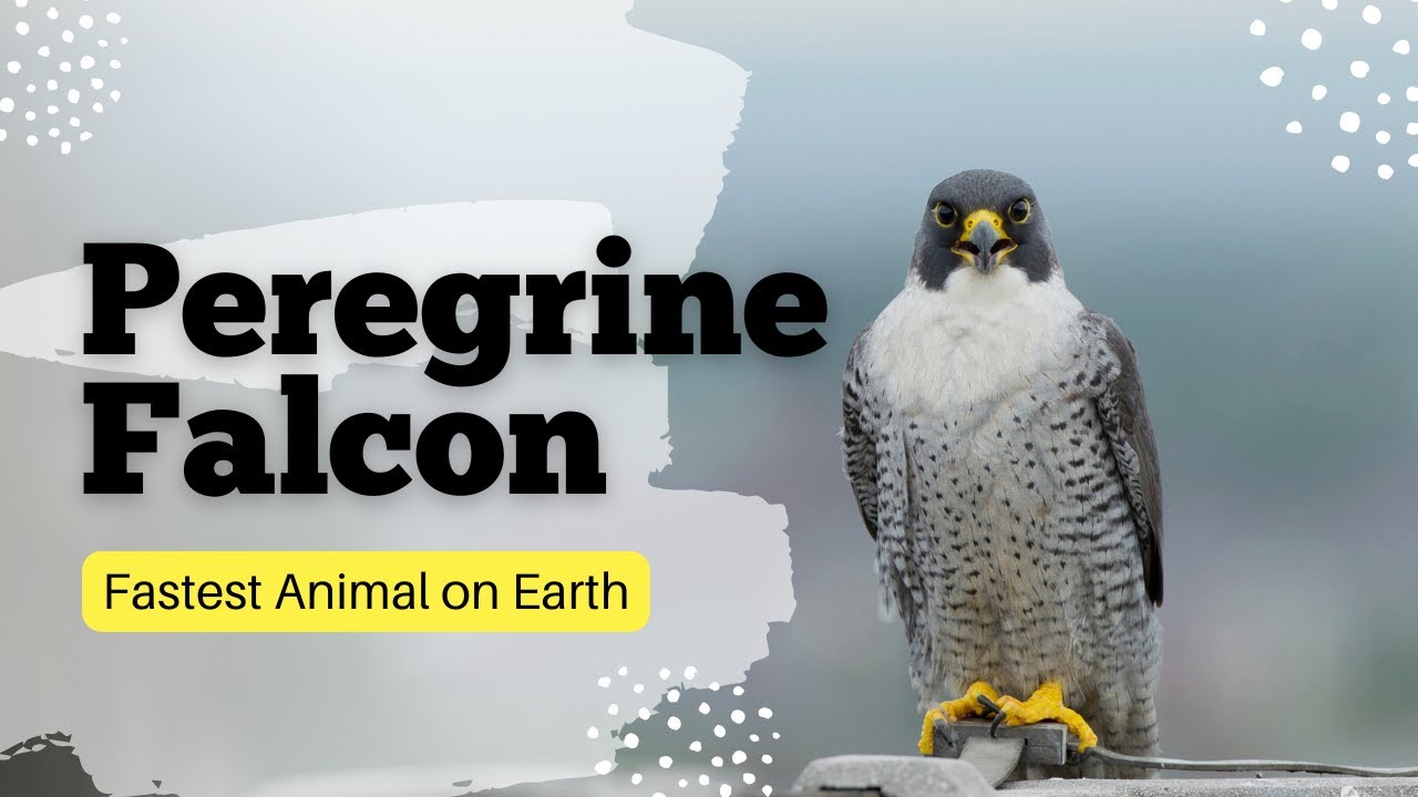 Peregrine Falcon 🦅 | World's Fastest Speed Bird - YouTube