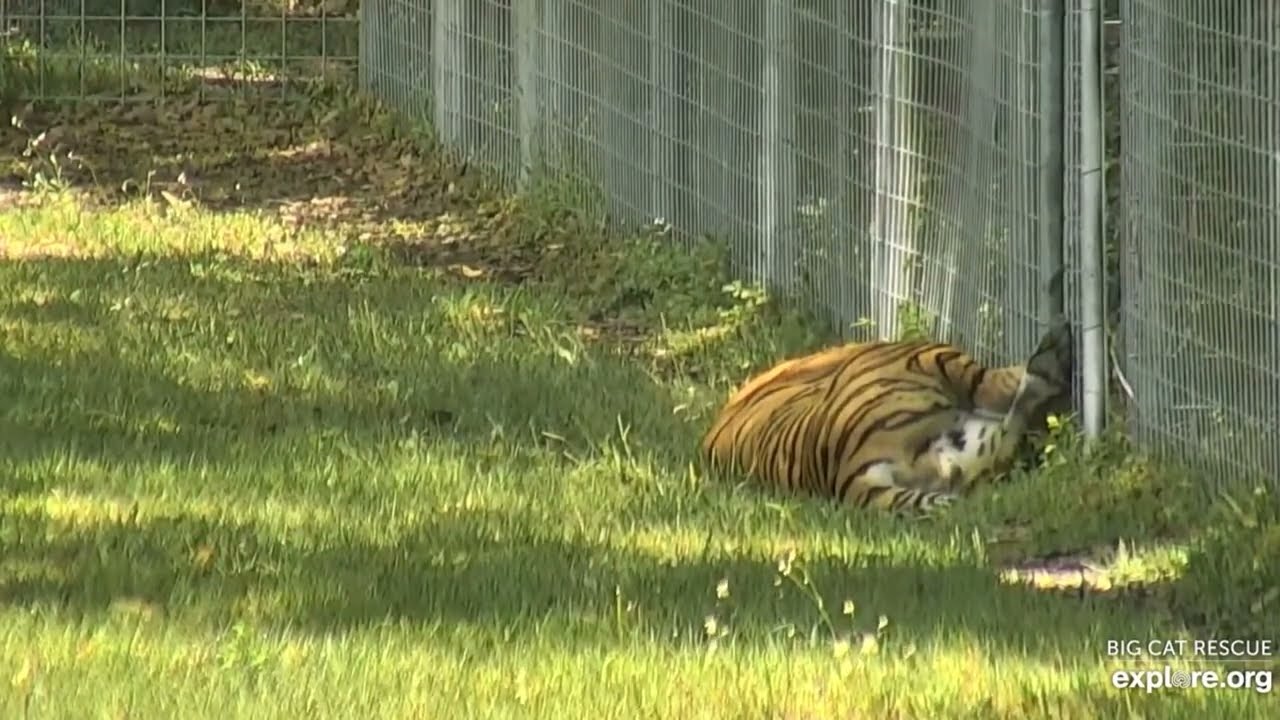 Ahhh! Vacation! Simba tiger at Big Cat Rescue. - YouTube