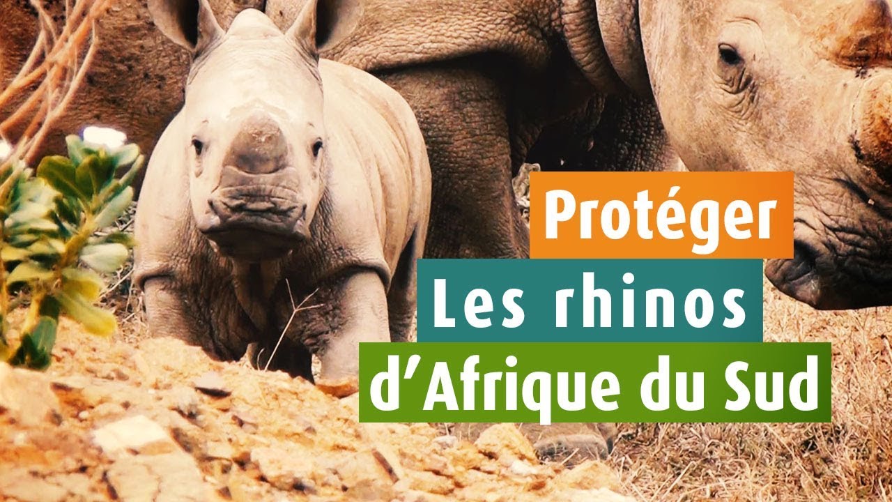 La guerre contre le braconnage des rhinos en Afrique du Sud - YouTube
