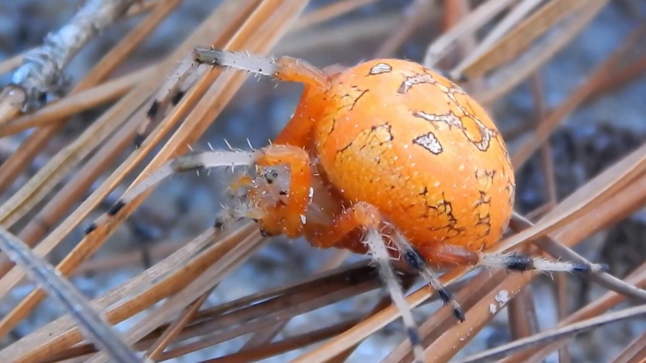 The Pumpkin Spider: Big Spiders - YouTube