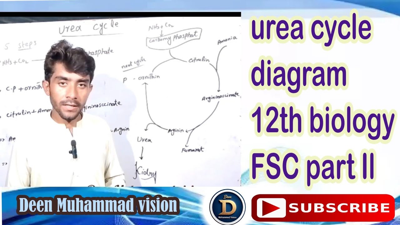 FSc Part 2 Biology | Urea Cycle | Structure and Functions /with Deen ...
