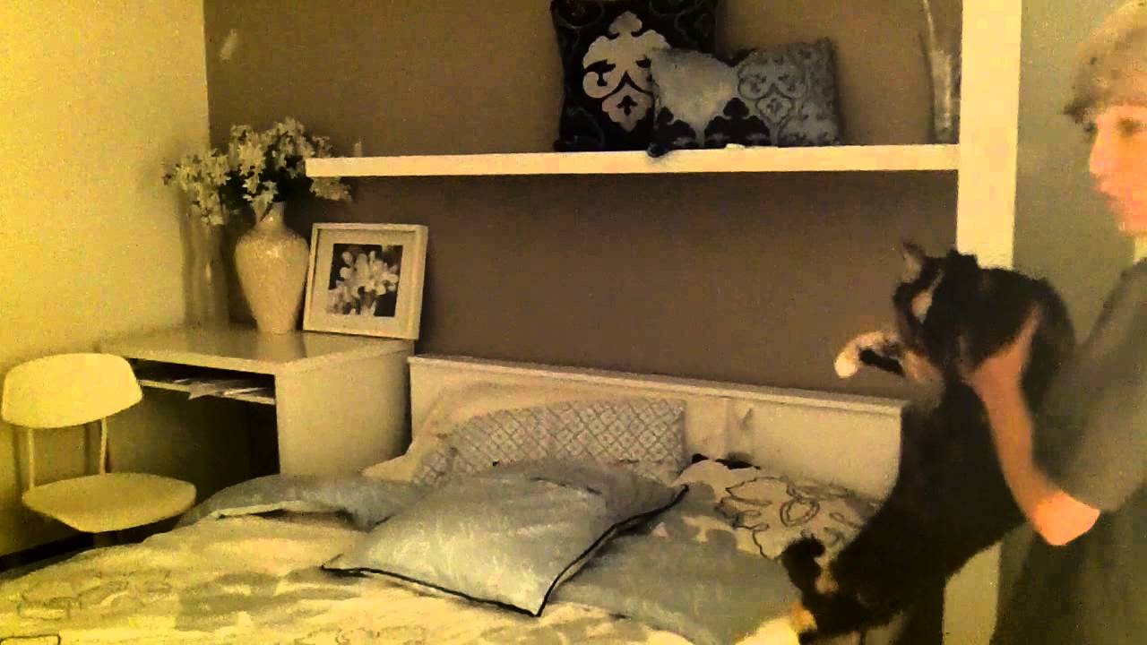 cat backflip - YouTube