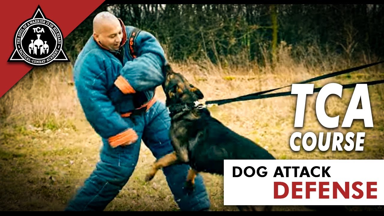 Dog Attack: Defense / Útok Psa: Obrana - YouTube