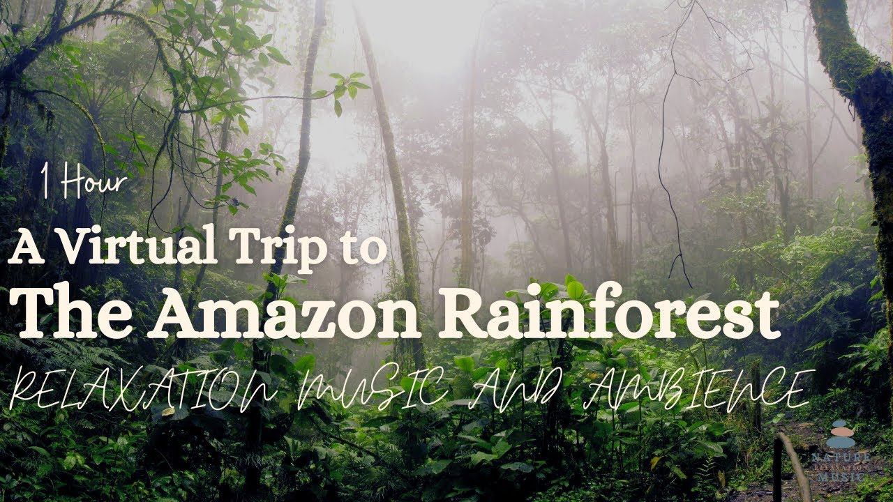The Amazon Rainforest Music and Ambience.Virtual Trip to The Amazon ...