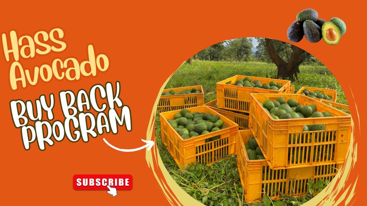 The Ecofarms Hass Avocado Value-Chain Buy back Program #farming # ...
