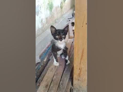 Kucing Berkumis - YouTube