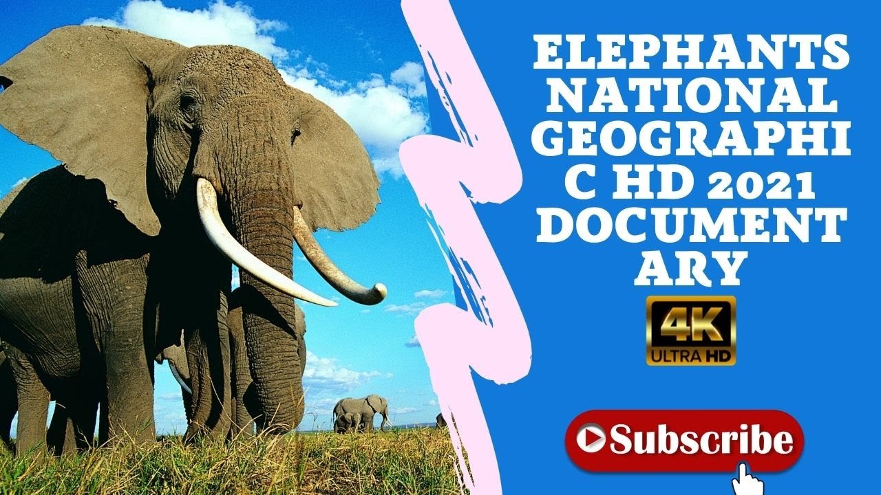 Elephants National Geographic HD 2021 documentary - YouTube