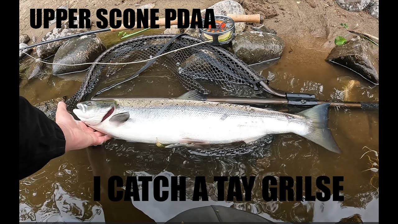 The River Tay - Upper Scone PDAA 3rd July 2023 - YouTube