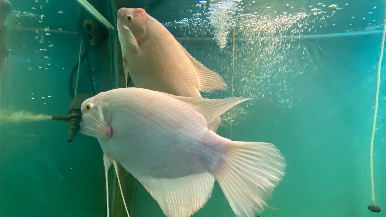 Amazing Fish # Aquarium # Zoo # India - YouTube