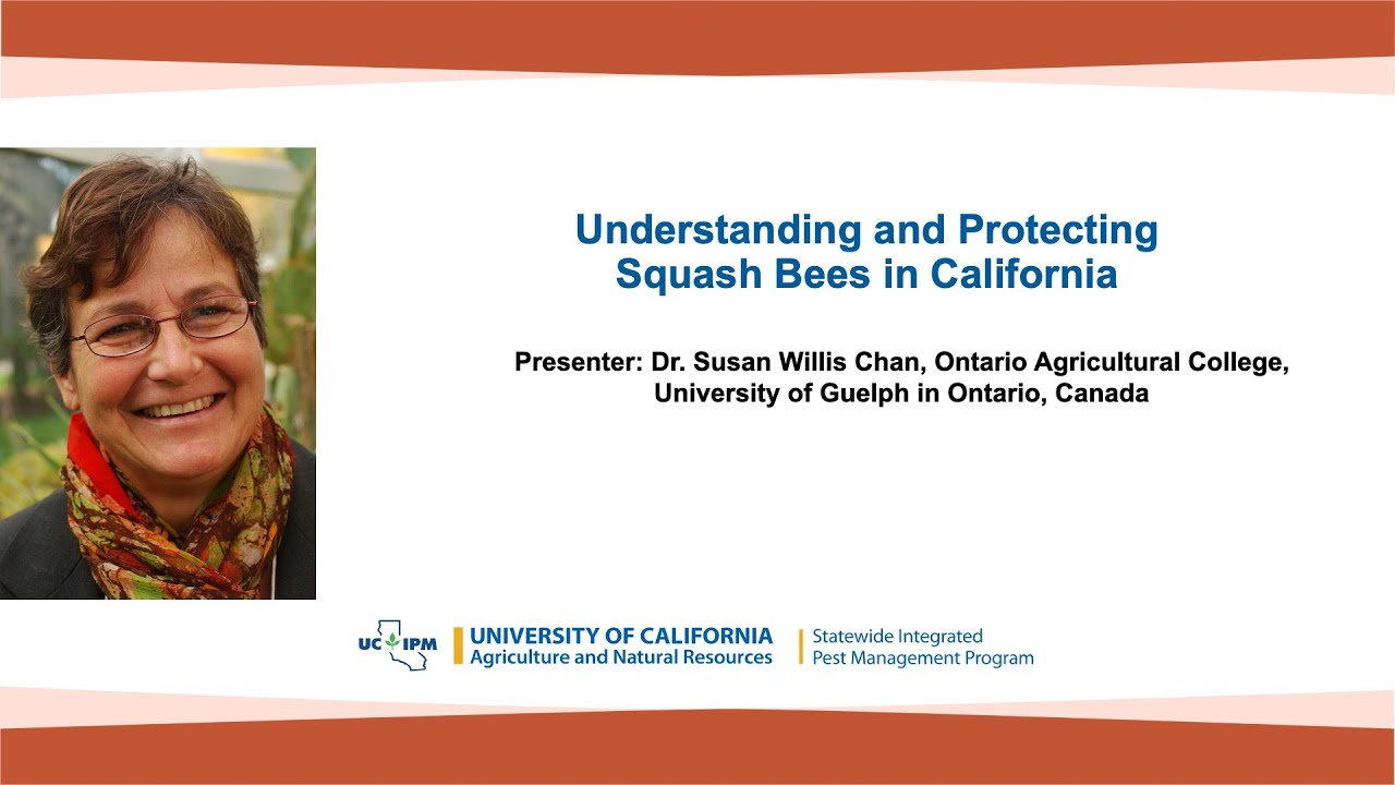 Understanding and Protecting Squash Bees in California - YouTube