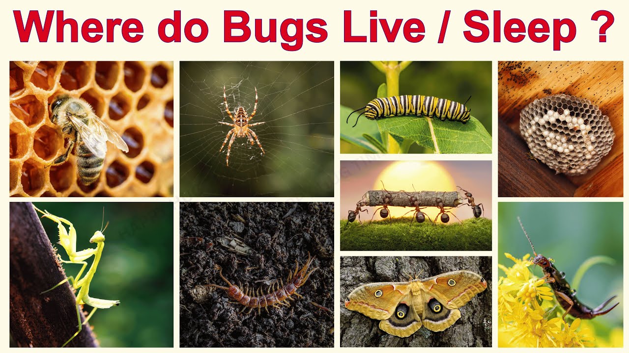 "Where Do Bugs Live? | Bug Homes for Curious Kids!" - YouTube