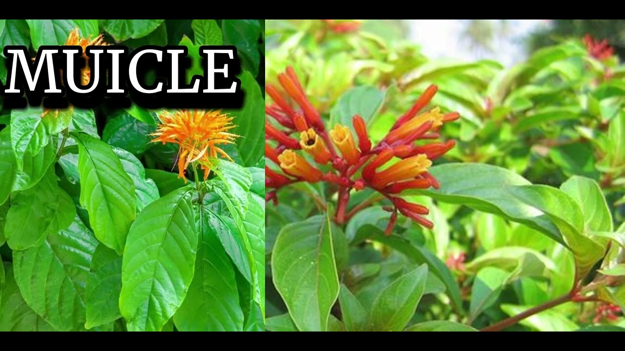 ¿PARA QUE SIRVE EL MUICLE? Planta medicinal #herbolariaefectiva # ...