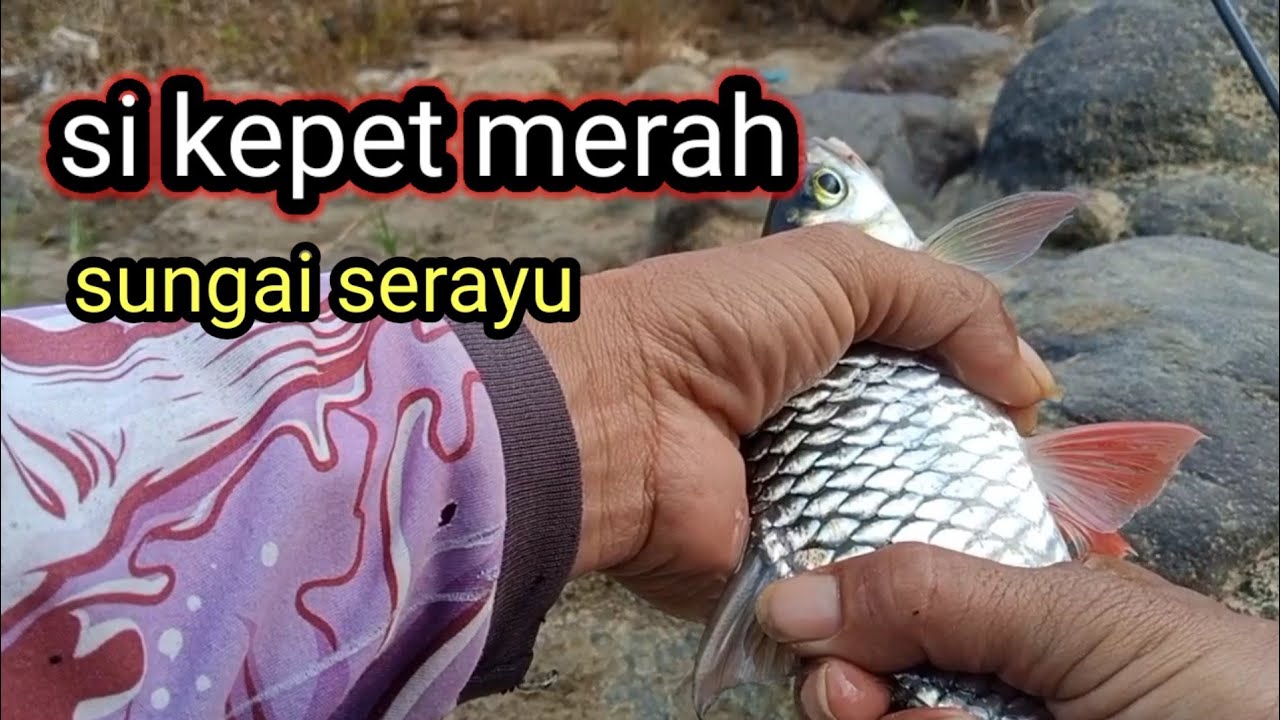 mancing ikan brek umpan lumut sutra srtik babon - YouTube