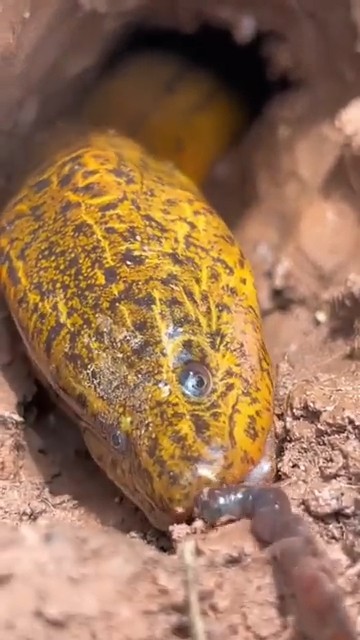 this is a snake 🐍 fish 🐠🐠 is a very long fish #viralvideo #shortvideo ...