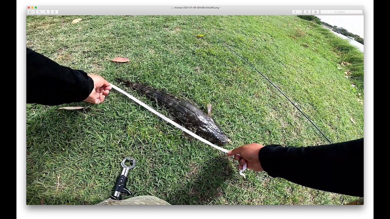 Botany Bay & Cook River fishing Squids | Flathead with lure - YouTube