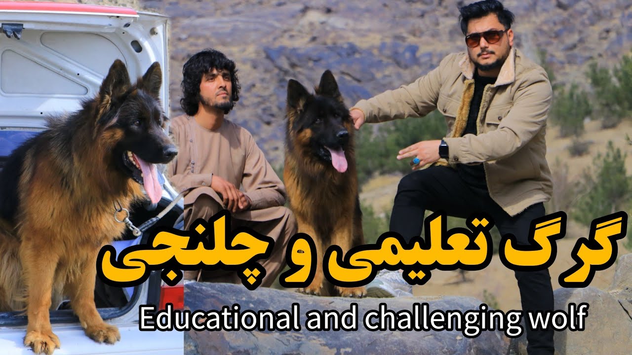 گرگ چلنجی و تعلیمی حمید بچه حاجی چلنج تمام افغانستان - Educational wolf ...
